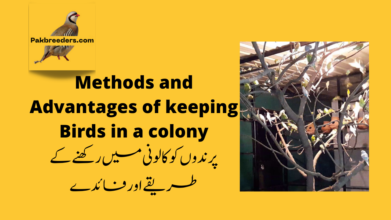 Methods And Advantages Of Keeping Birds Colony Pak Breeders methods-and-advantages-of-keeping-birds-colony-pak-breeders