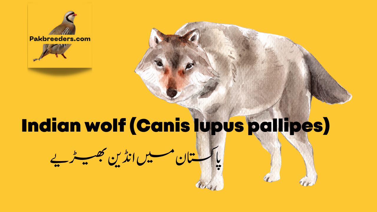 Indian wolf - Pak Breeders